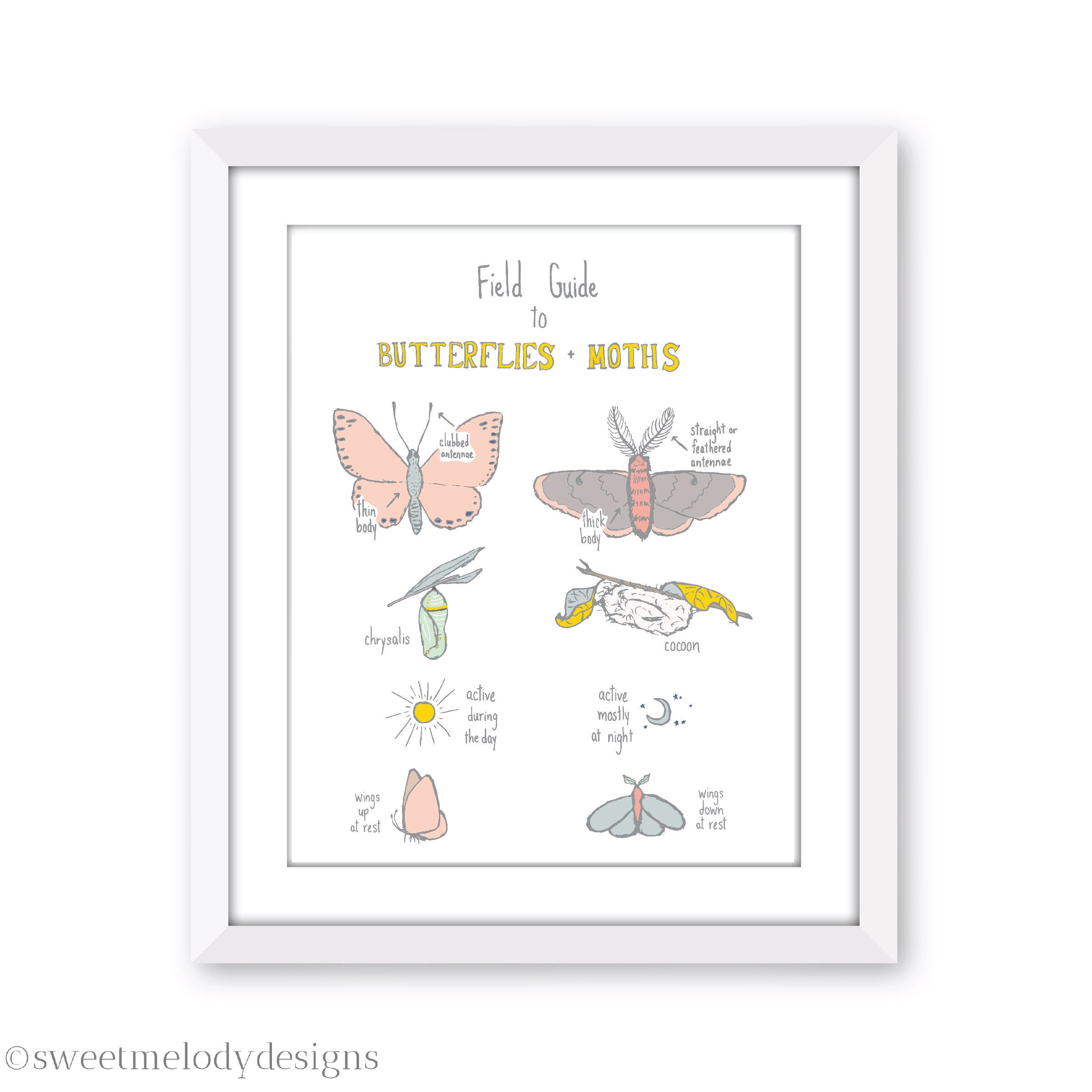Field Guide to Butterflies and Moths Art - Etsy