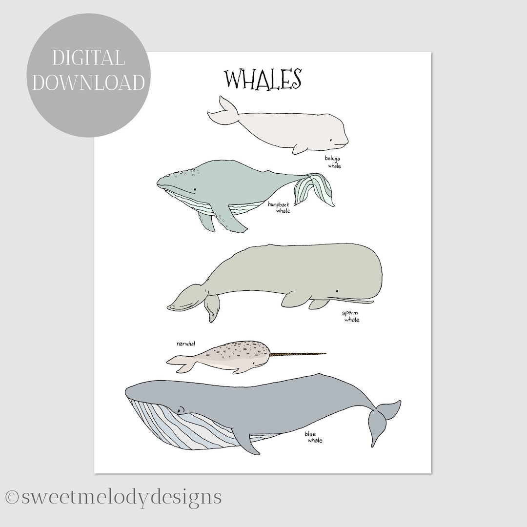 Whale Chart Digital Download Ocean Animals Beluga, Humpback, Sperm ...