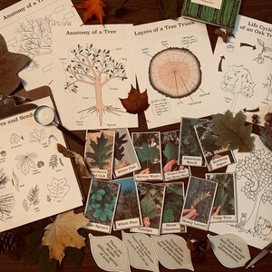 Tree Study Bundle - Printable Nature Study - Homeschool Science ...