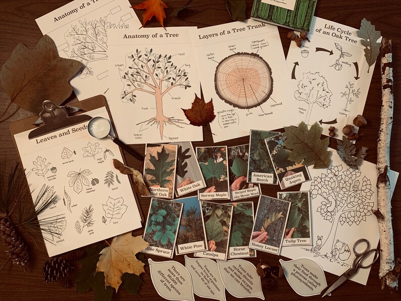 Tree Study Bundle Printable Nature Study Homeschool - Etsy