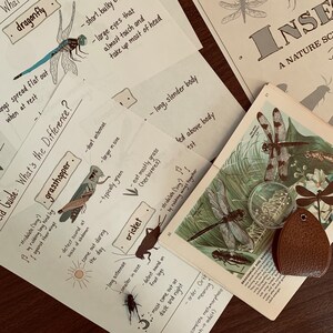 Insects Unit Study, Kids Bug Study, Digital Download, Printable Nature ...