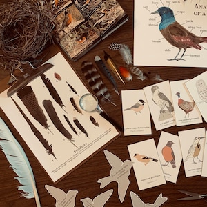 Bird Unit Study Bundle - Printable Nature Study - Homeschool Science ...
