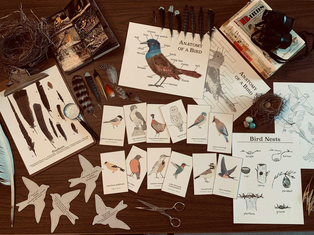 Bird Unit Study Bundle - Printable Nature Study - Homeschool Science ...