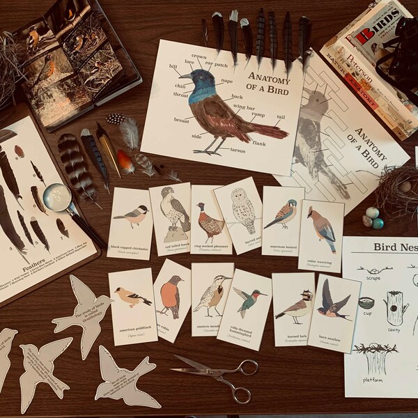 Bird Study - Etsy