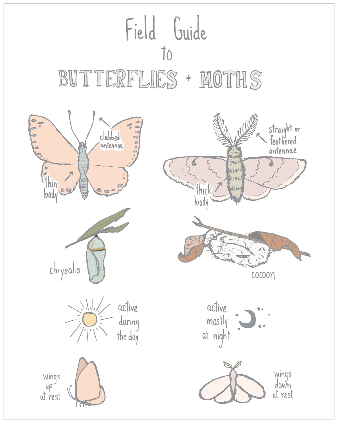 Butterfly and Moth Nature Study Art Print Homeschool - Etsy