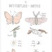 Butterfly and Moth Nature Study Art Print, Homeschool Educational ...