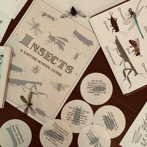 Insects Unit Study, Kids Bug Study, Digital Download, Printable Nature ...