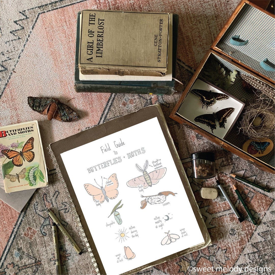 Printable Butterfly and Moth Art, Digital Download, Butterfly and Moth ...