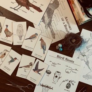 Bird Unit Study Bundle - Printable Nature Study - Homeschool Science ...