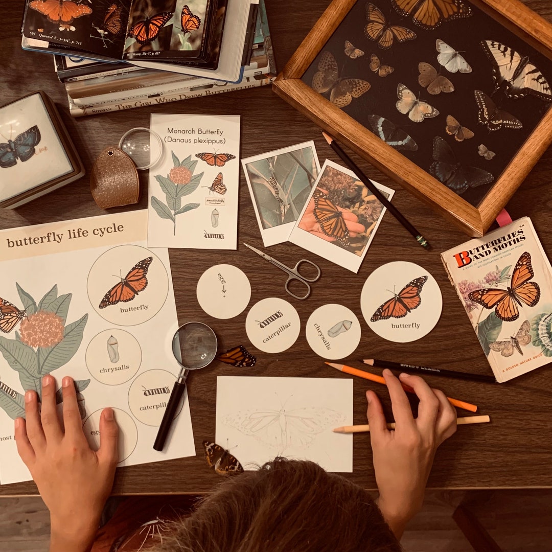 Ciclo de vida de la mariposa imprimible descarga digital - Etsy España