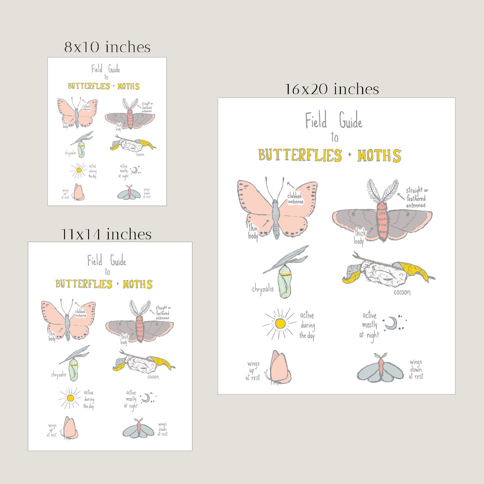 Butterflies and Moths Field Guide Illustration Butterfly and - Etsy