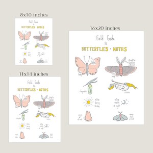 Butterflies and Moths Field Guide Illustration, Butterfly and Moth ...