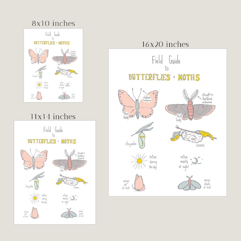 Butterflies and Moths Field Guide Illustration Butterfly and - Etsy
