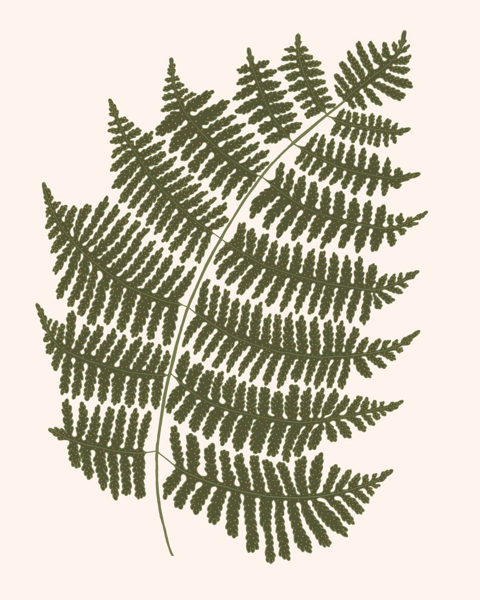 Fern Illustration Botanical Art Print Forest Fern No. 1 - Etsy