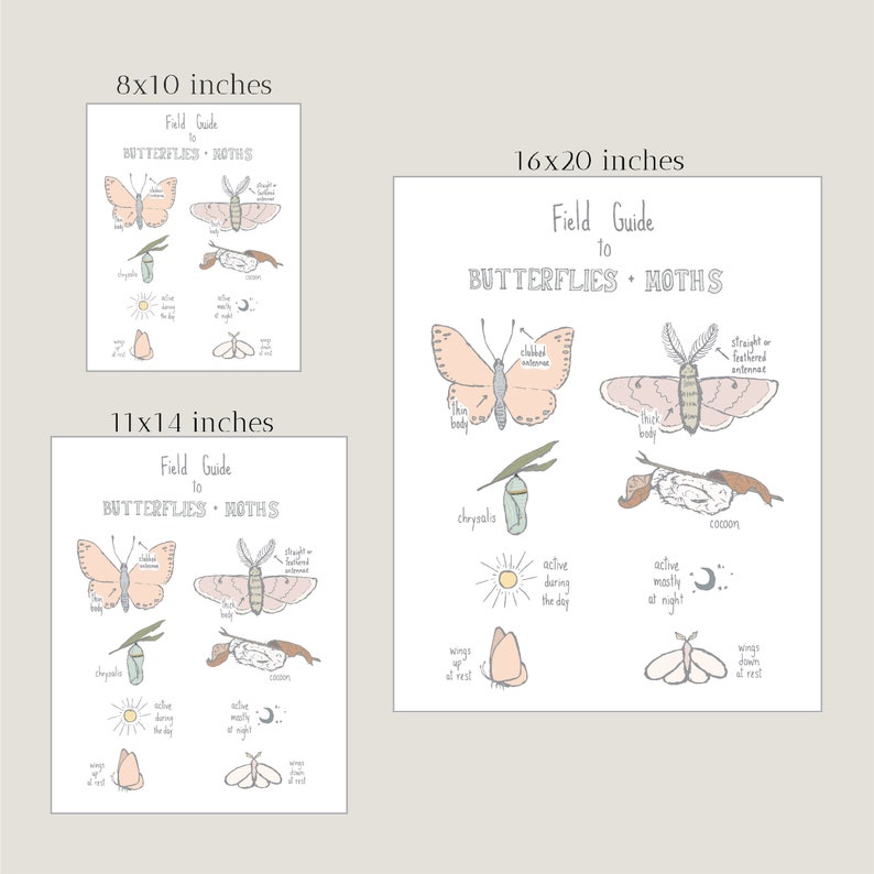 Butterfly and Moth Nature Study Art Print Homeschool - Etsy