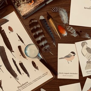 Bird Unit Study Bundle - Printable Nature Study - Homeschool Science ...