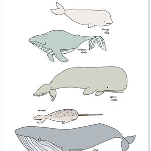 Whale Chart Digital Download Ocean Animals Beluga, Humpback, Sperm ...