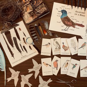 Bird Unit Study Bundle - Printable Nature Study - Homeschool Science ...