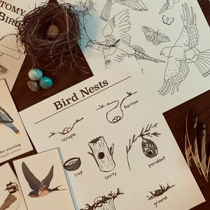 Bird Unit Study Bundle - Printable Nature Study - Homeschool Science ...