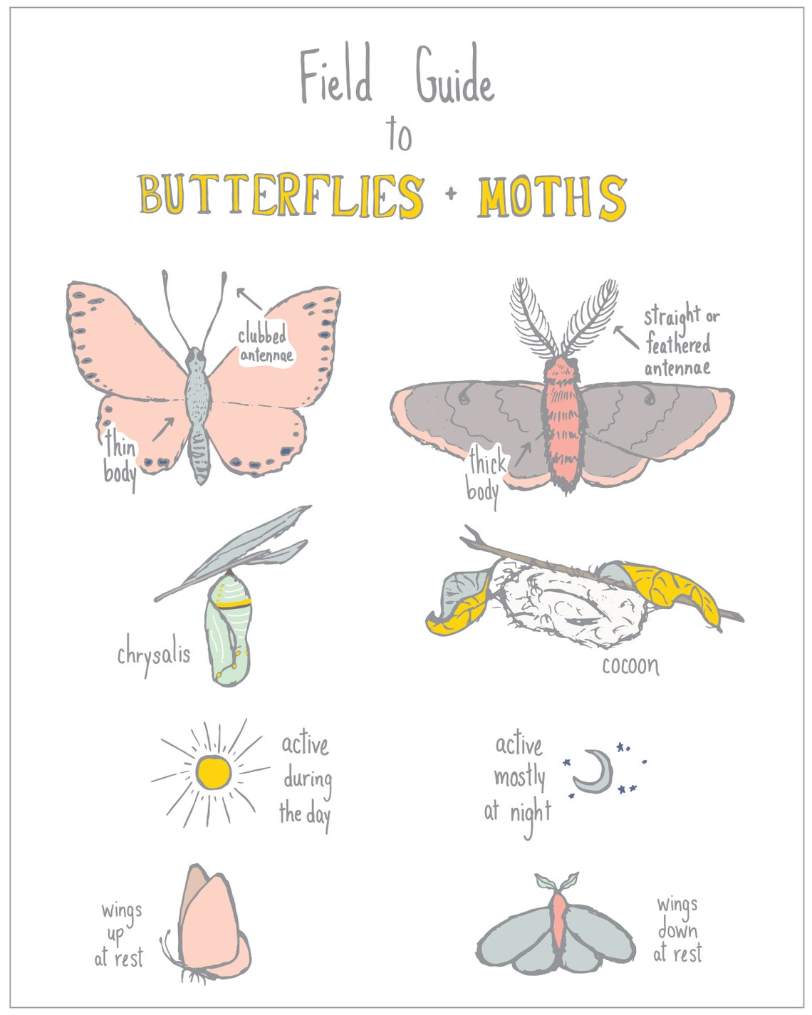 Butterflies and Moths Field Guide Illustration Butterfly and - Etsy