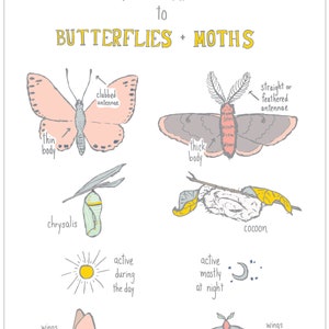 Butterflies and Moths Field Guide Illustration, Butterfly and Moth ...