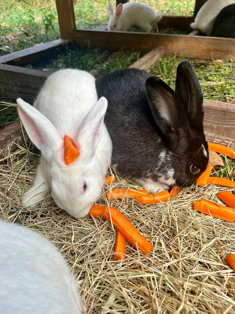 Dry Rabbit Manure Organic Fertilizer | Compost Booster & Garden Plant ...