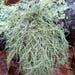 Usnea Lichen Whole, Old Man Beard, Usnea Barbara, Florida Harvested ...