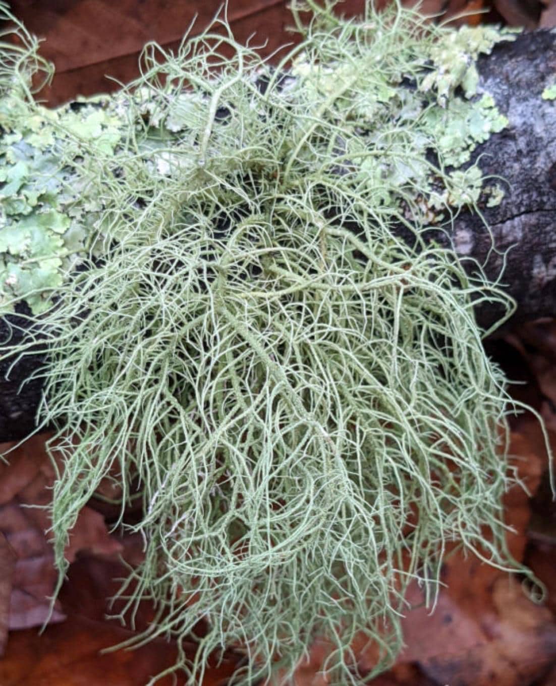 Usnea Lichen Whole, Old Man Beard, Usnea Barbara, Florida Harvested ...