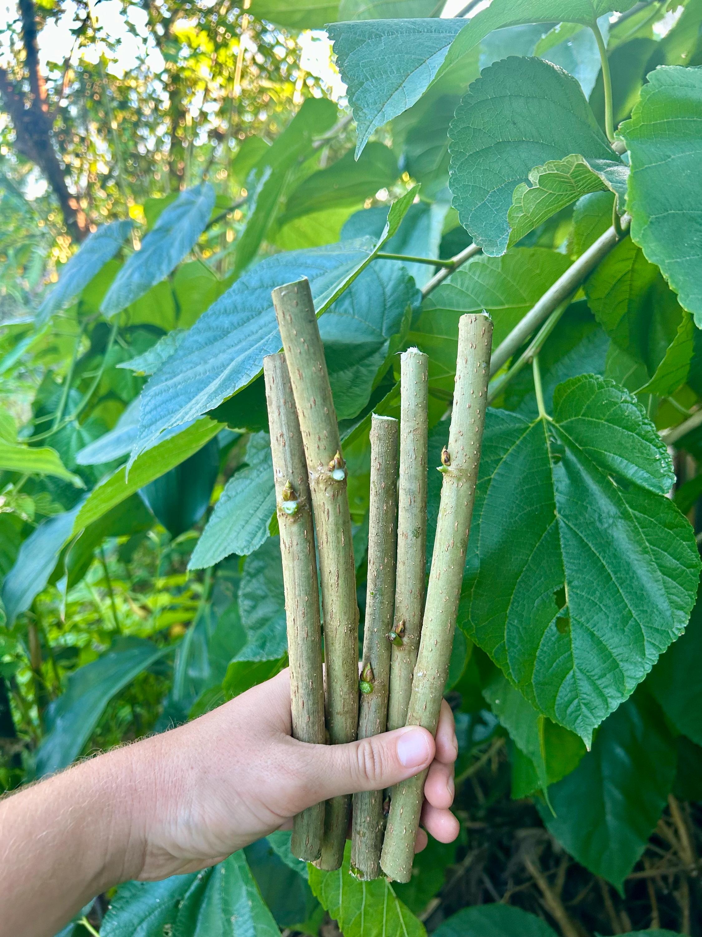 Everbearing Mulberry Cuttings With Growing Guide | Unrooted Starts for ...