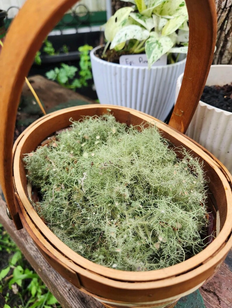 Usnea Lichen Whole, Old Man Beard, Usnea Barbara, Florida Harvested ...