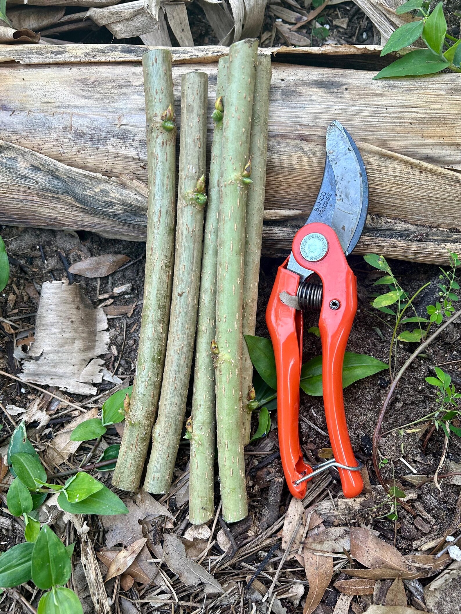 Everbearing Mulberry Cuttings With Growing Guide | Unrooted Starts for ...