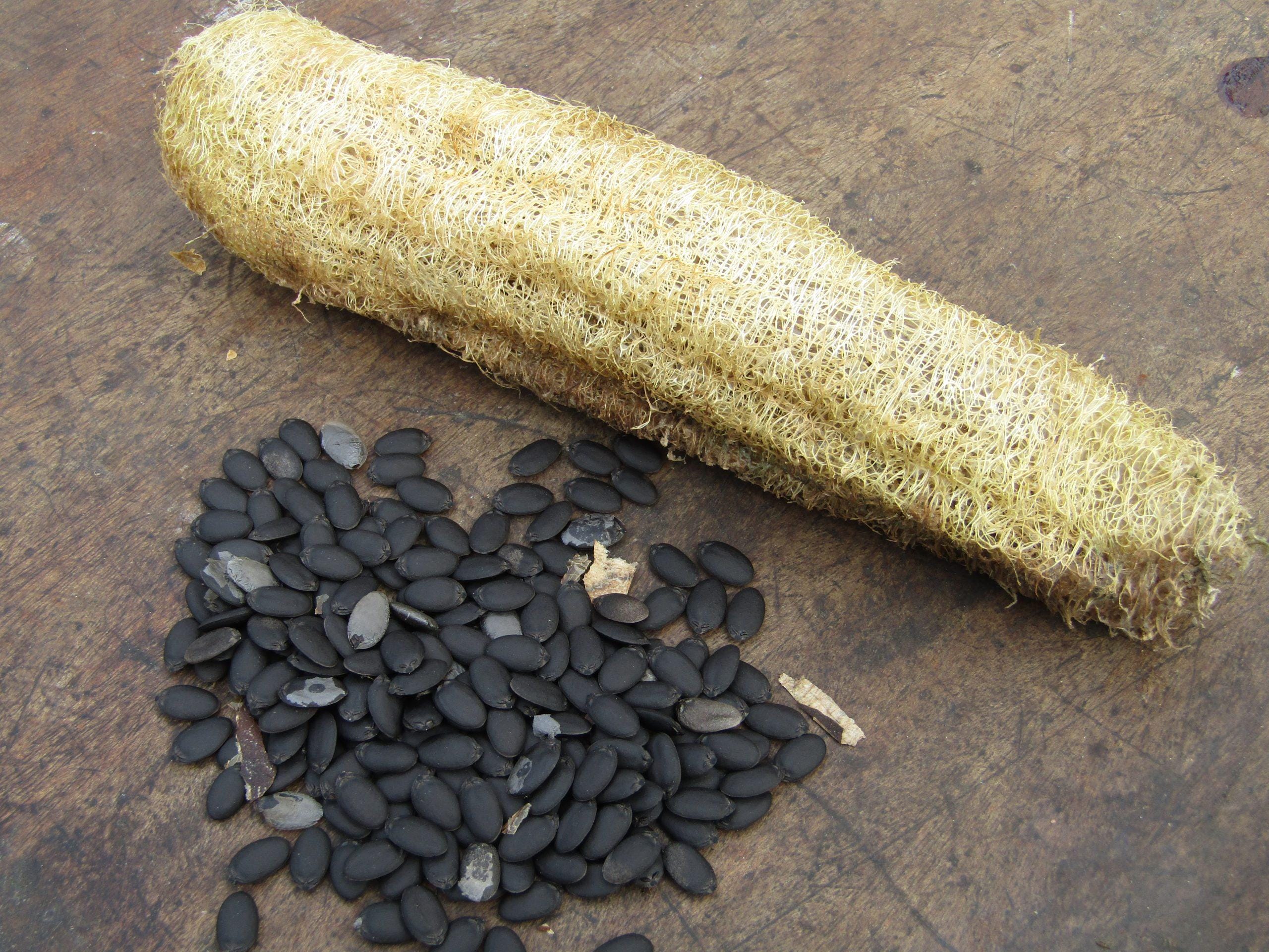 Organic Luffa Gourd Seeds, Home Grown, Made in Florida, Luffah Seeds - Etsy