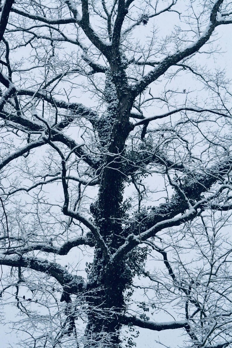Mystical Oak Tree - Etsy