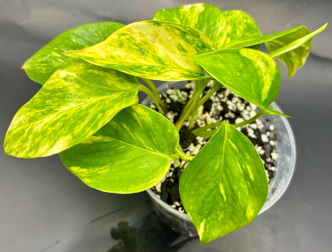 Hawaiian Pothos Rare Variegated Houseplant Easy Care Indoor Plant ...