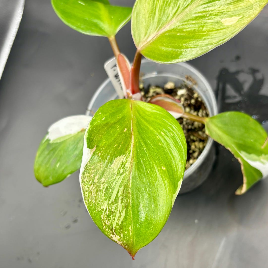 Philodendron White Knight – Rare Variegated Houseplant – Tropical ...