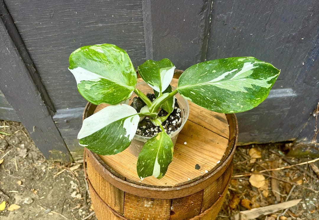 Rare Variegated Philodendron White Wizard - Rooted 4" Houseplant - Etsy