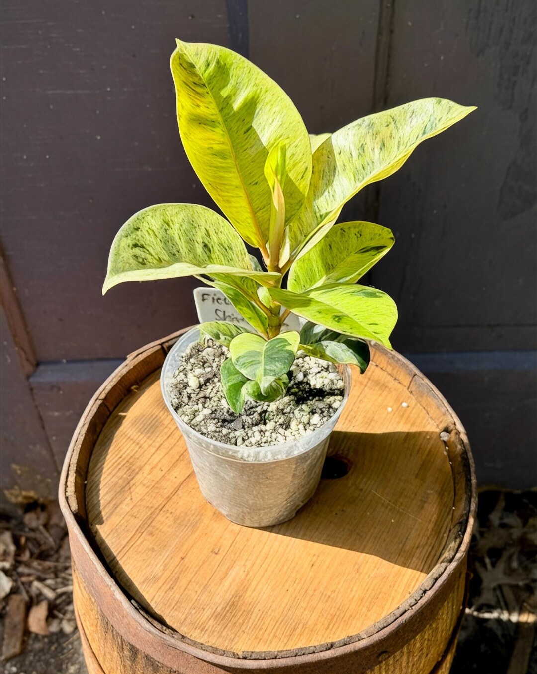 Rare Ficus Shivereana Moonshine: Variegated Collector Houseplant in 4 ...