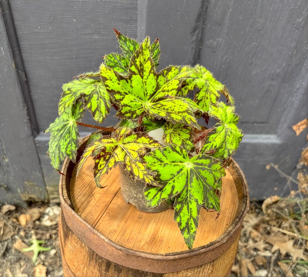 Begonia Geometry – Rare Angular Foliage Plant – Striking Patterned ...