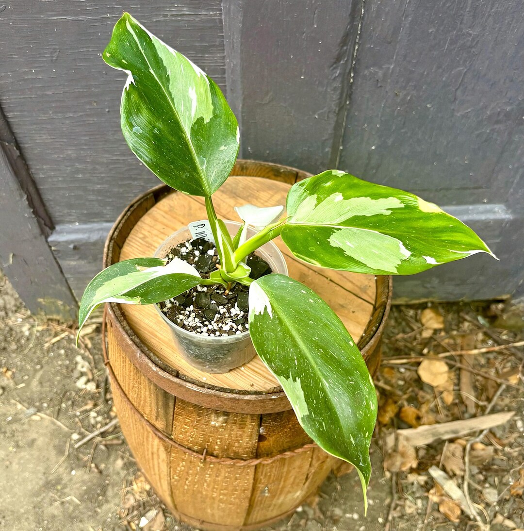 Rare Variegated Philodendron White Wizard - Rooted 4" Houseplant - Etsy