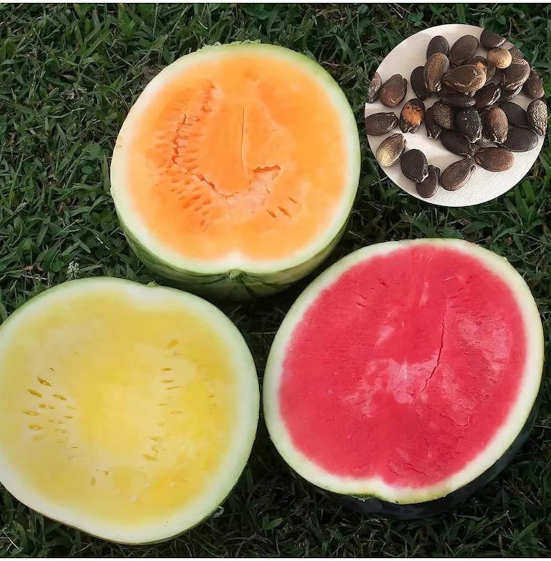 Heirloom Watermelon Seeds - Mixed Bag of 5+ Different Heirloom ...