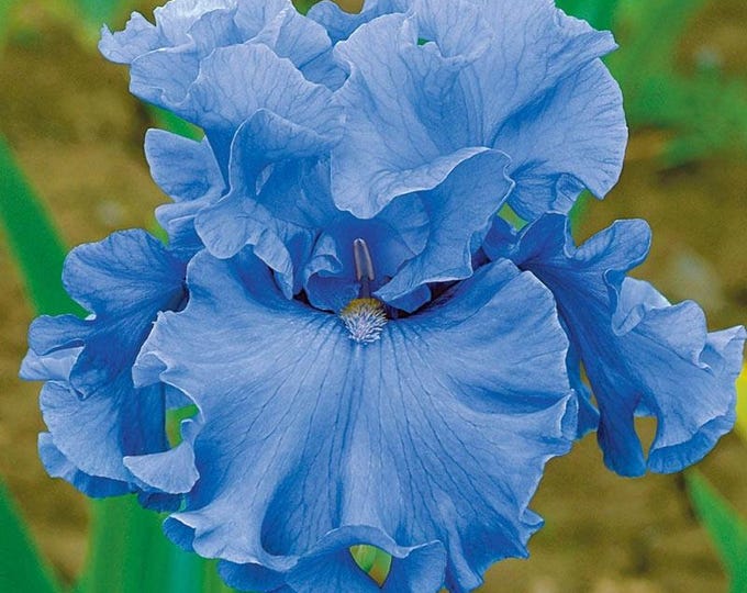 Bearded Iris “merchant Marine” Rhizomes - Large Bubble Ruffled Vivid ...