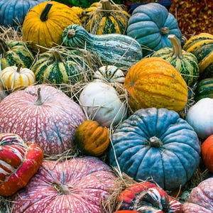 Rainbow Blend of Colorful Pumpkin Seeds: 10+ Uncommon Varieties (50 ...