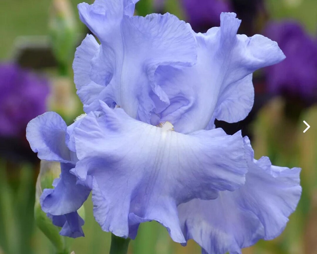 Bearded Iris “open Ocean” Rhizomes (1 per Order) Reblooming Perennial ...