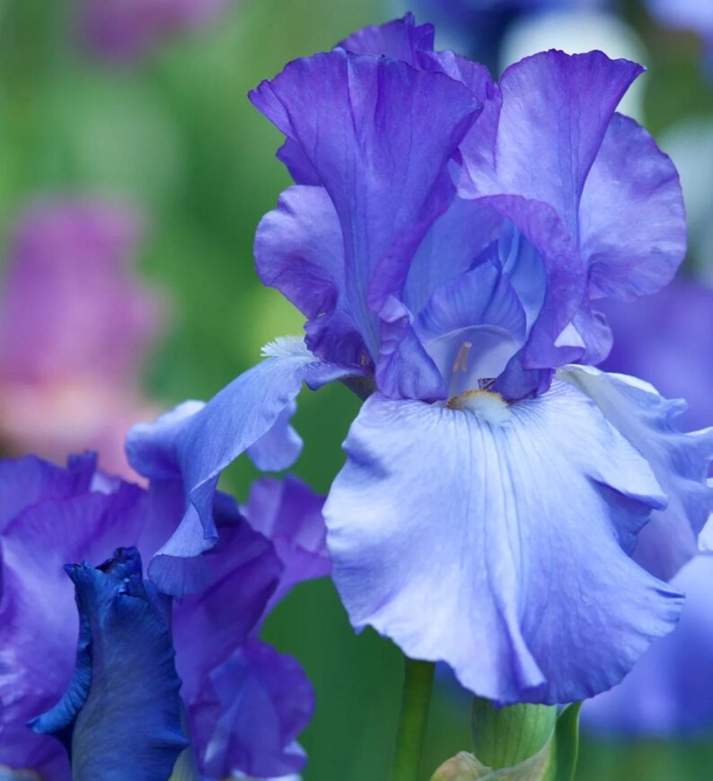 Bearded Iris “open Ocean” Rhizomes (1 per Order) Reblooming Perennial ...