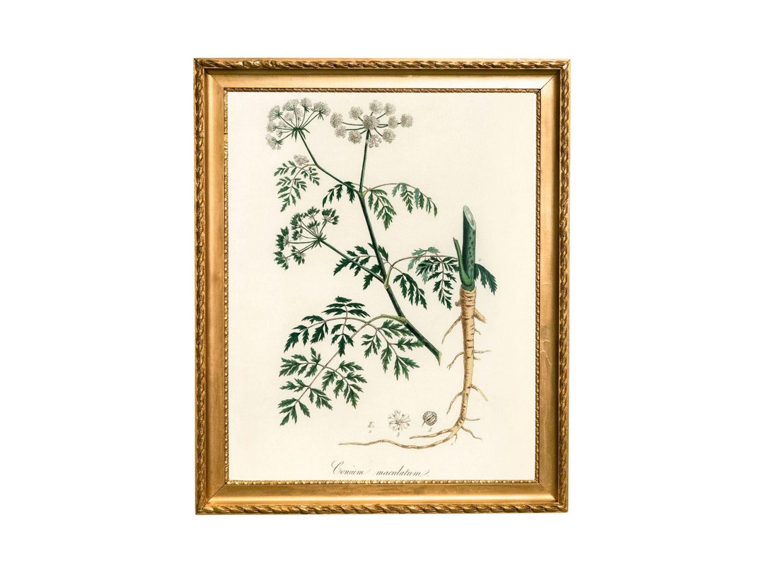 Antique Botanical Hemlock Wall Art, Botanical Wall Art, Vintage ...