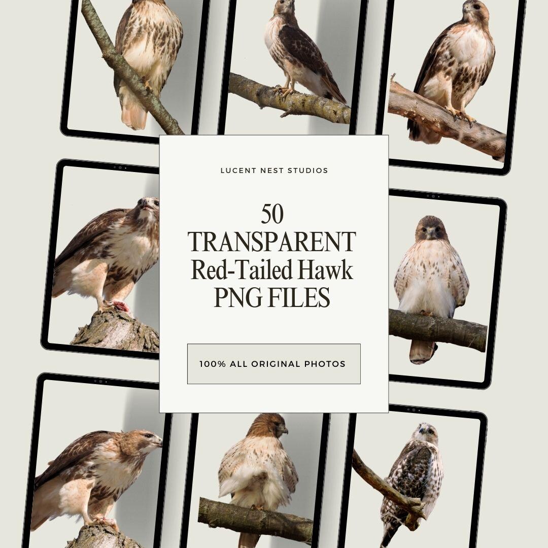50 Hawk Overlay PNG Files for Photoshop Digital Stickers, Canva ...