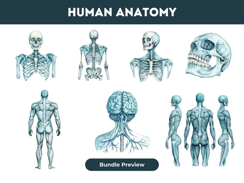 Watercolor Human Anatomy Clipart: Skeleton, Organs, Biology (PNG ...
