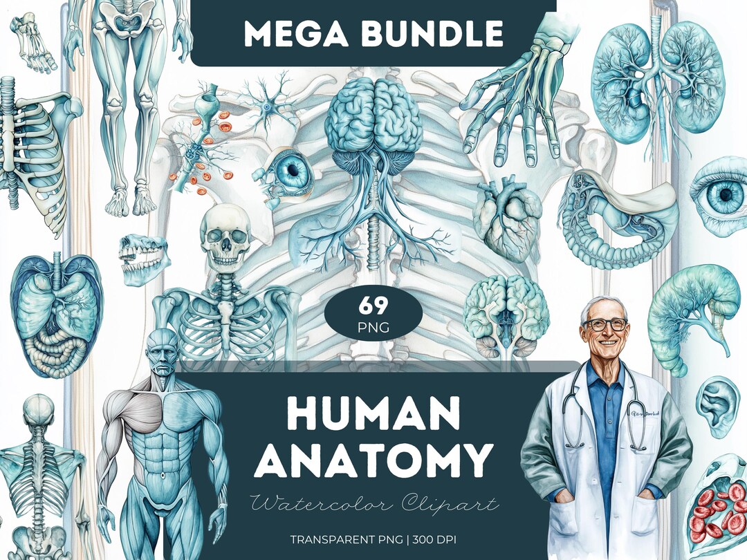 Watercolor Human Anatomy Clipart: Skeleton, Organs, Biology (PNG ...