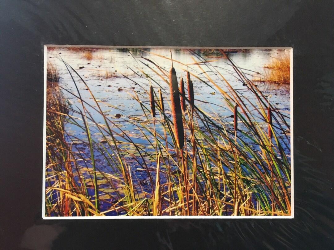 Fall Marsh Grasses and Cattails - Etsy
