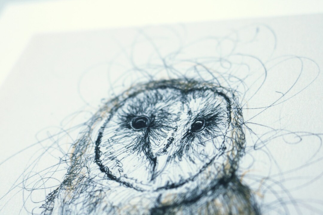 Barn Owl Pen and Ink Illustration Print Limited Edition - Etsy